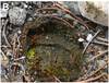 Desert Mosses That Live Under Rocks — In Defense of Plants