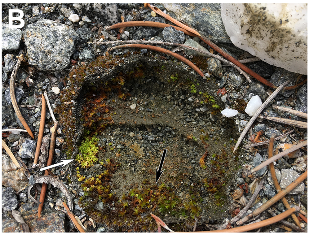 Desert Mosses That Live Under Rocks — In Defense of Plants