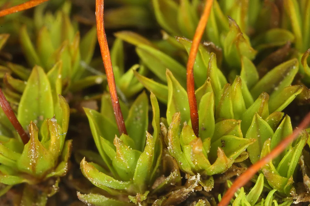 Desert Mosses That Live Under Rocks — In Defense of Plants