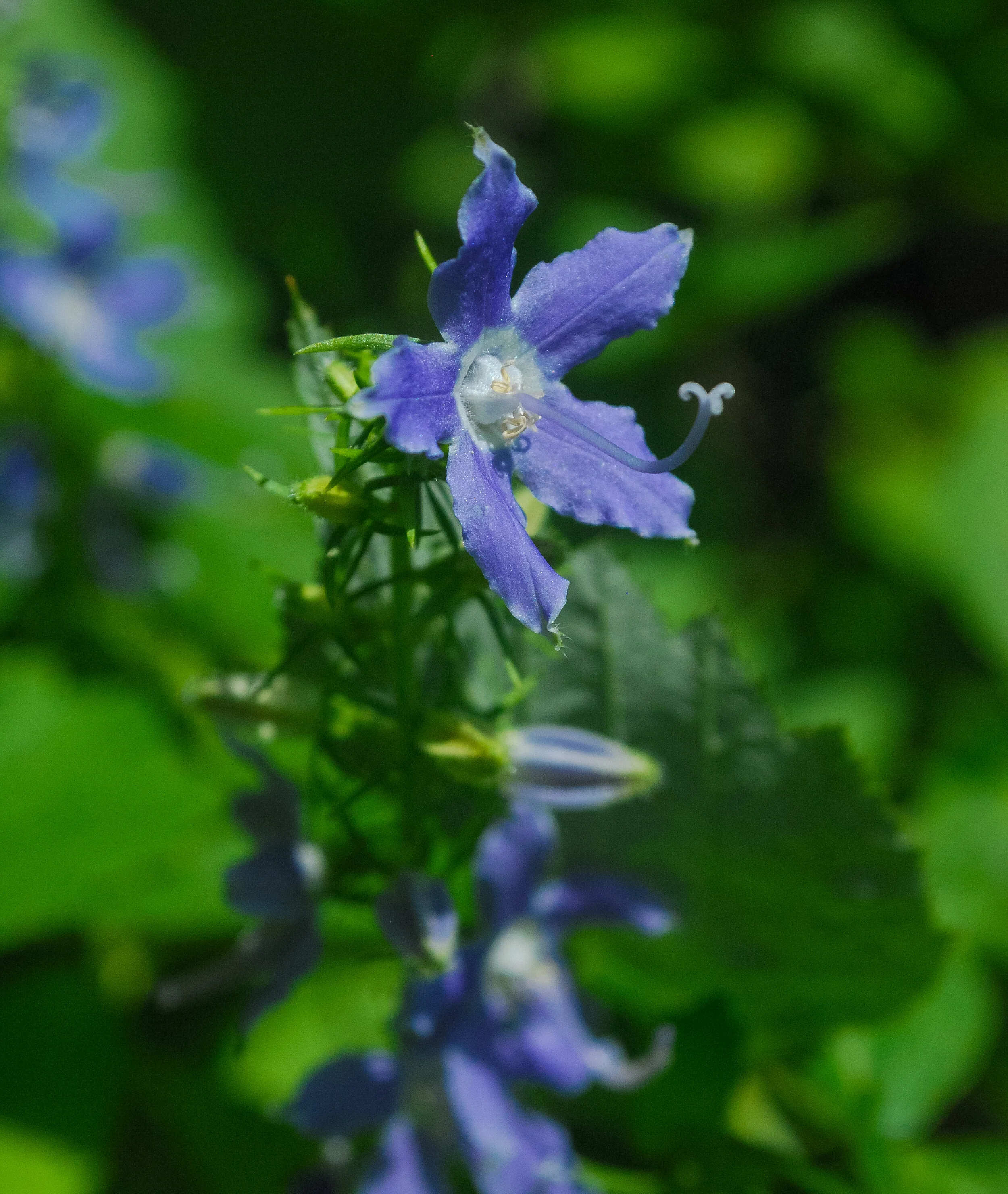 The Amazing Pollination Strategy of Bellflowers — In Defense of Plants