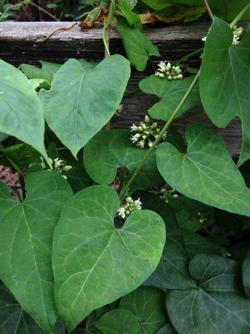 Learn to Love Bluevine — In Defense of Plants