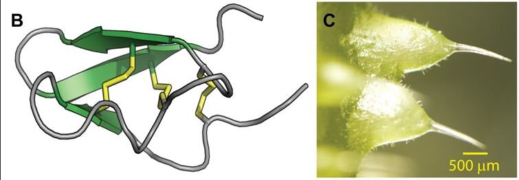 Australia's Stinging Trees Use Animal-Like Venom to Protect Themselves ...