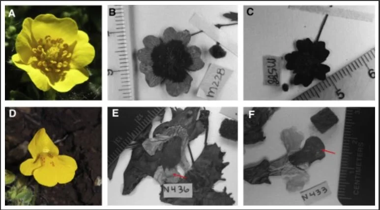 Floral Pigments in a Changing World — In Defense of Plants