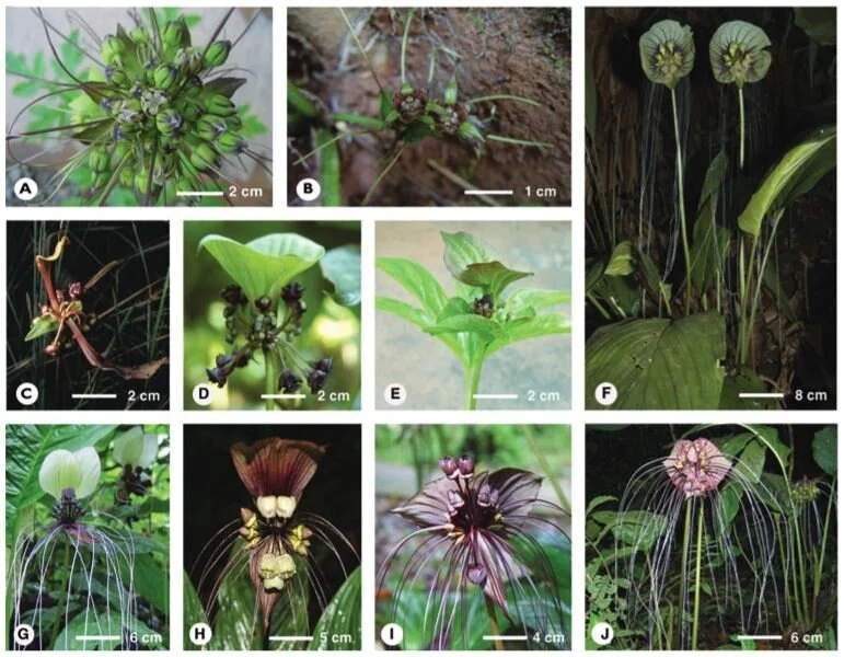 Floral Trickery of the Bat Plants — In Defense of Plants