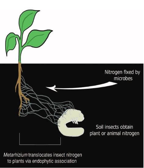 Insect Killer, Plant Symbiont — In Defense of Plants