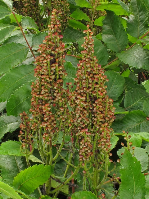 Dwarf Sumac: North America's Rarest Rhus — In Defense of Plants