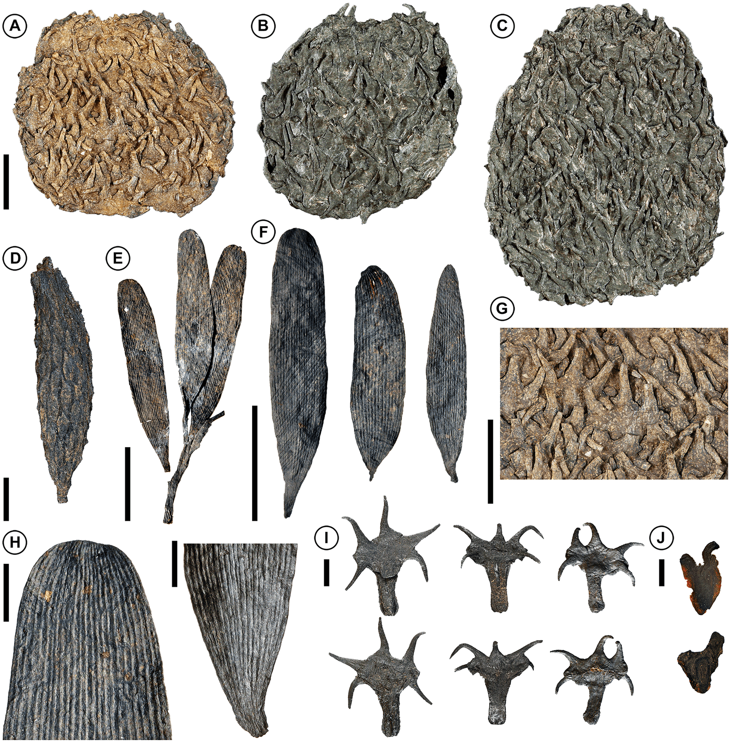 Krassilovia: An Amazing Cretaceous Conifer — In Defense of Plants
