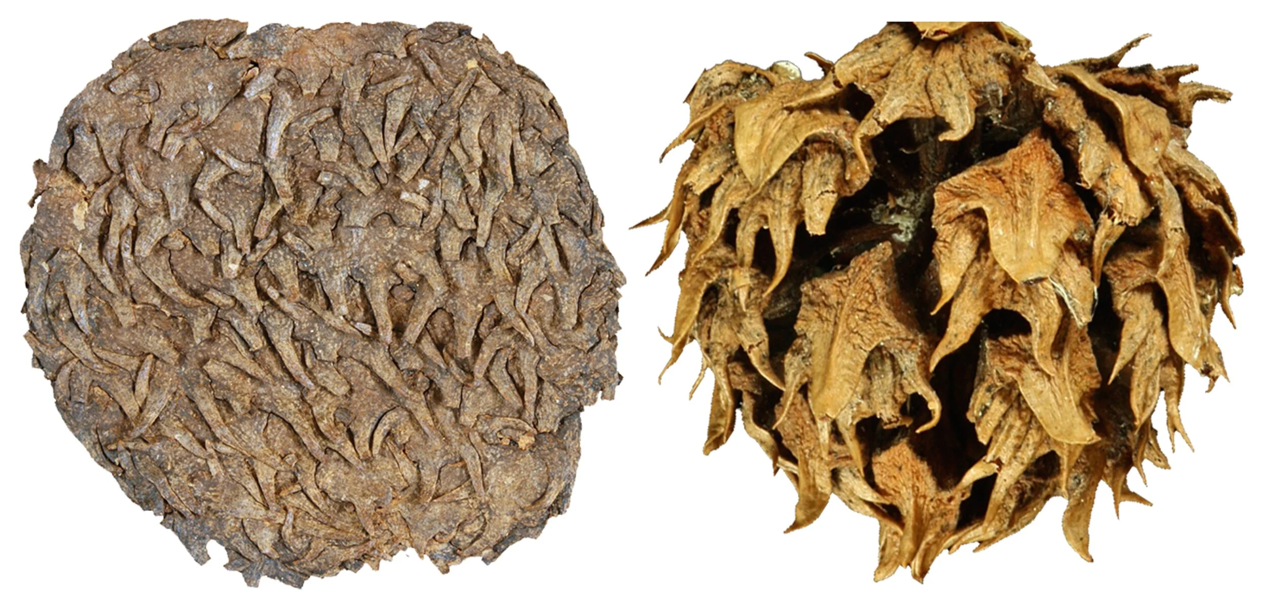 Krassilovia: An Amazing Cretaceous Conifer — In Defense of Plants