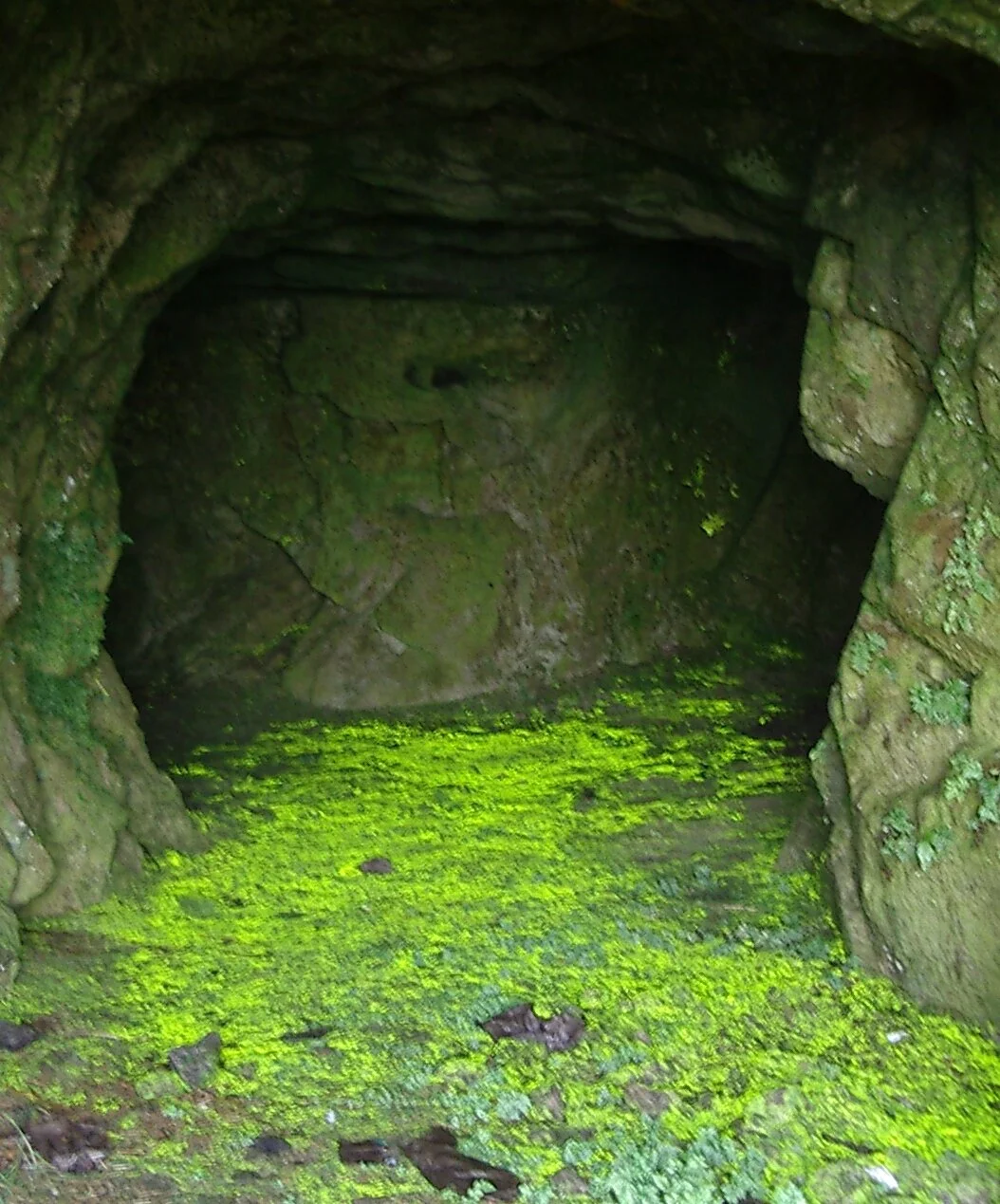Goblin's Gold: the story of a luminous moss — In Defense of Plants