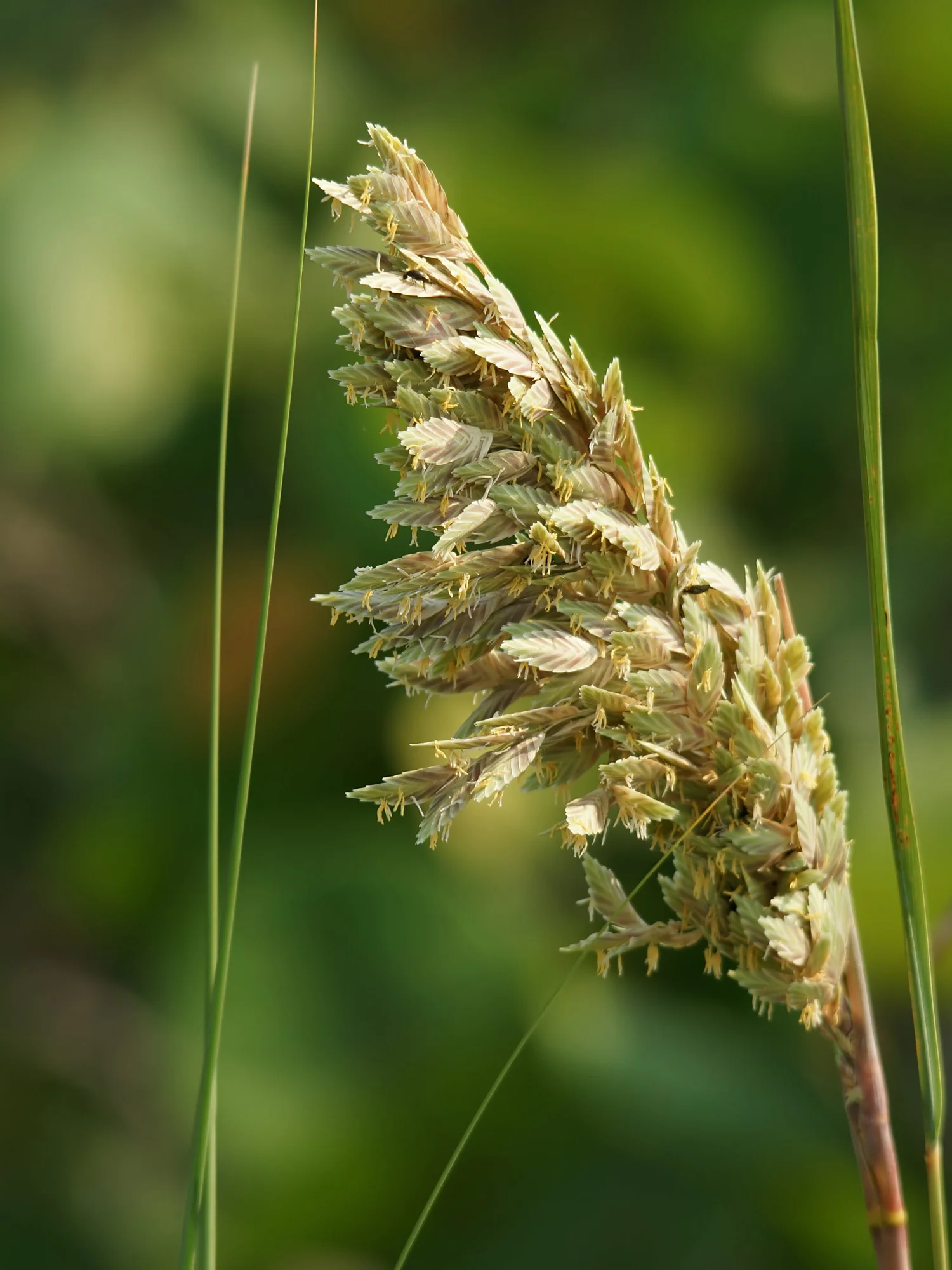 Sea Oats: Builder of Dunes & Guardian of the Coast — In Defense of Plants