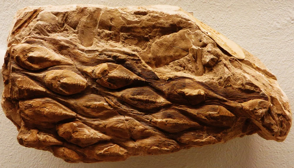 The Rise and Fall of the Scale Trees — In Defense of Plants