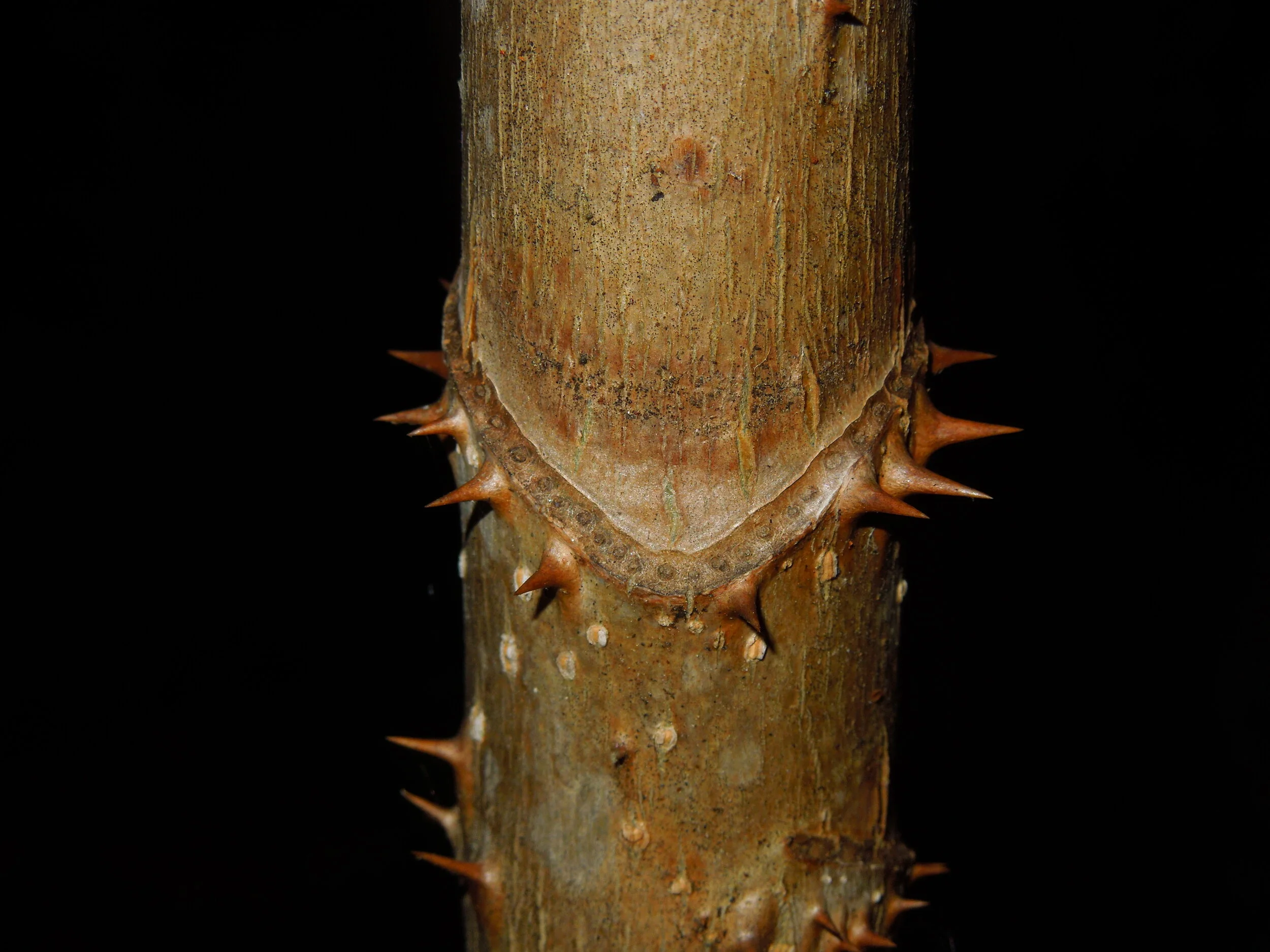 The Devil's Walking Stick — In Defense of Plants