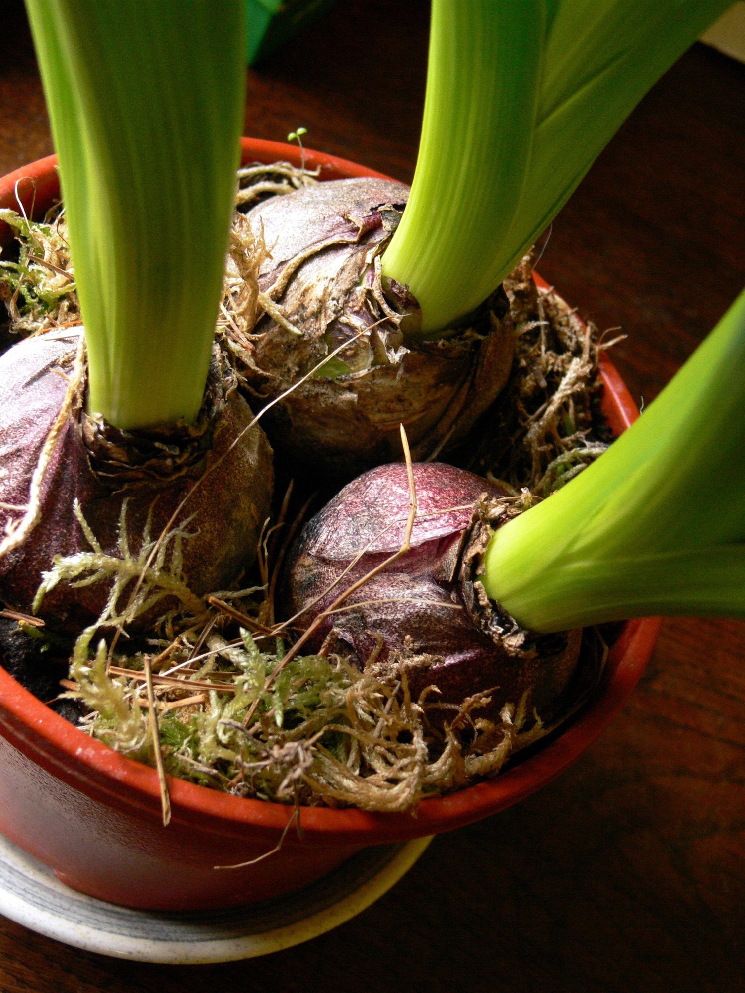 The Evolution of Bulbs — In Defense of Plants