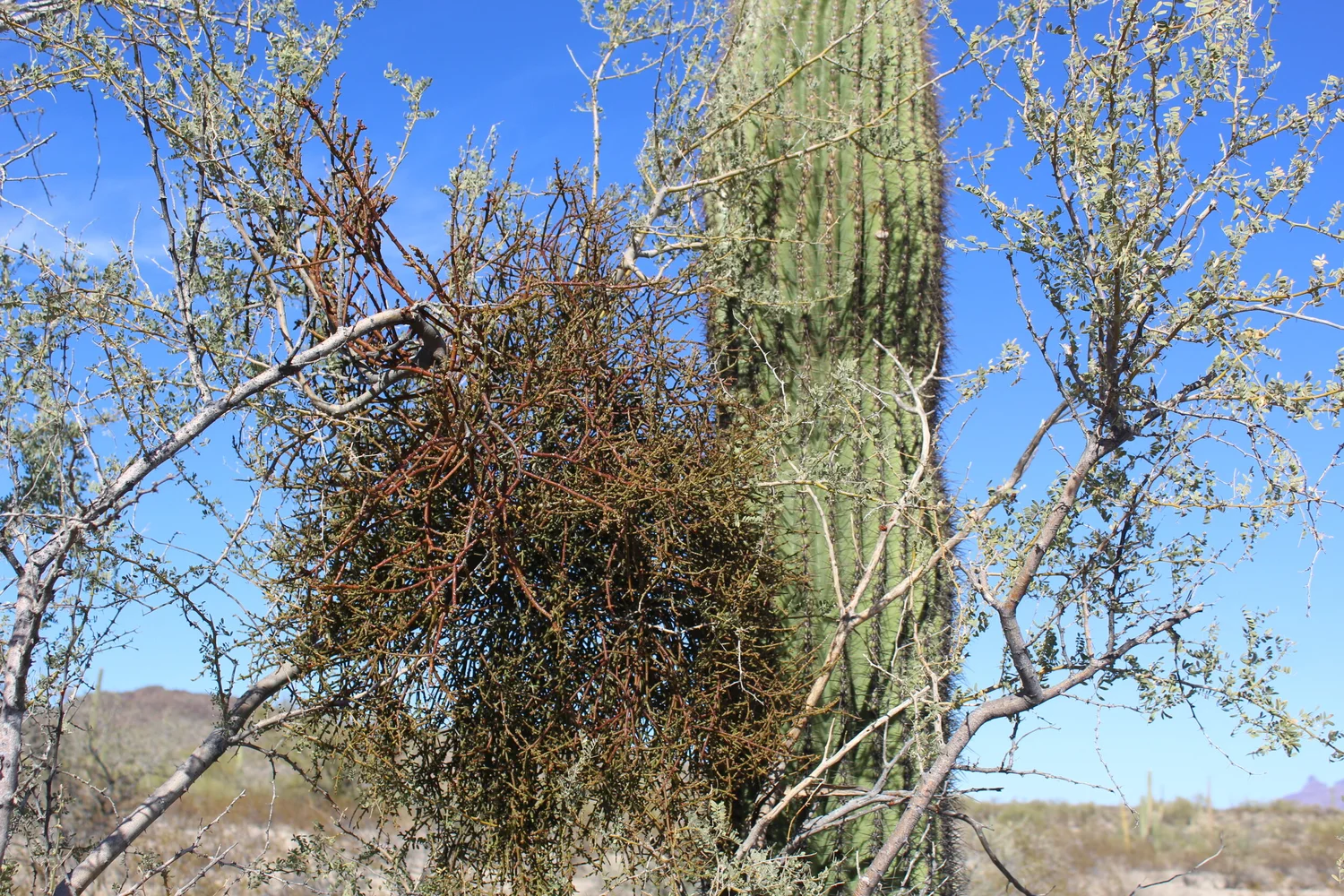When the Going Gets Tough, Desert Mistletoes Cooperate — In Defense of ...