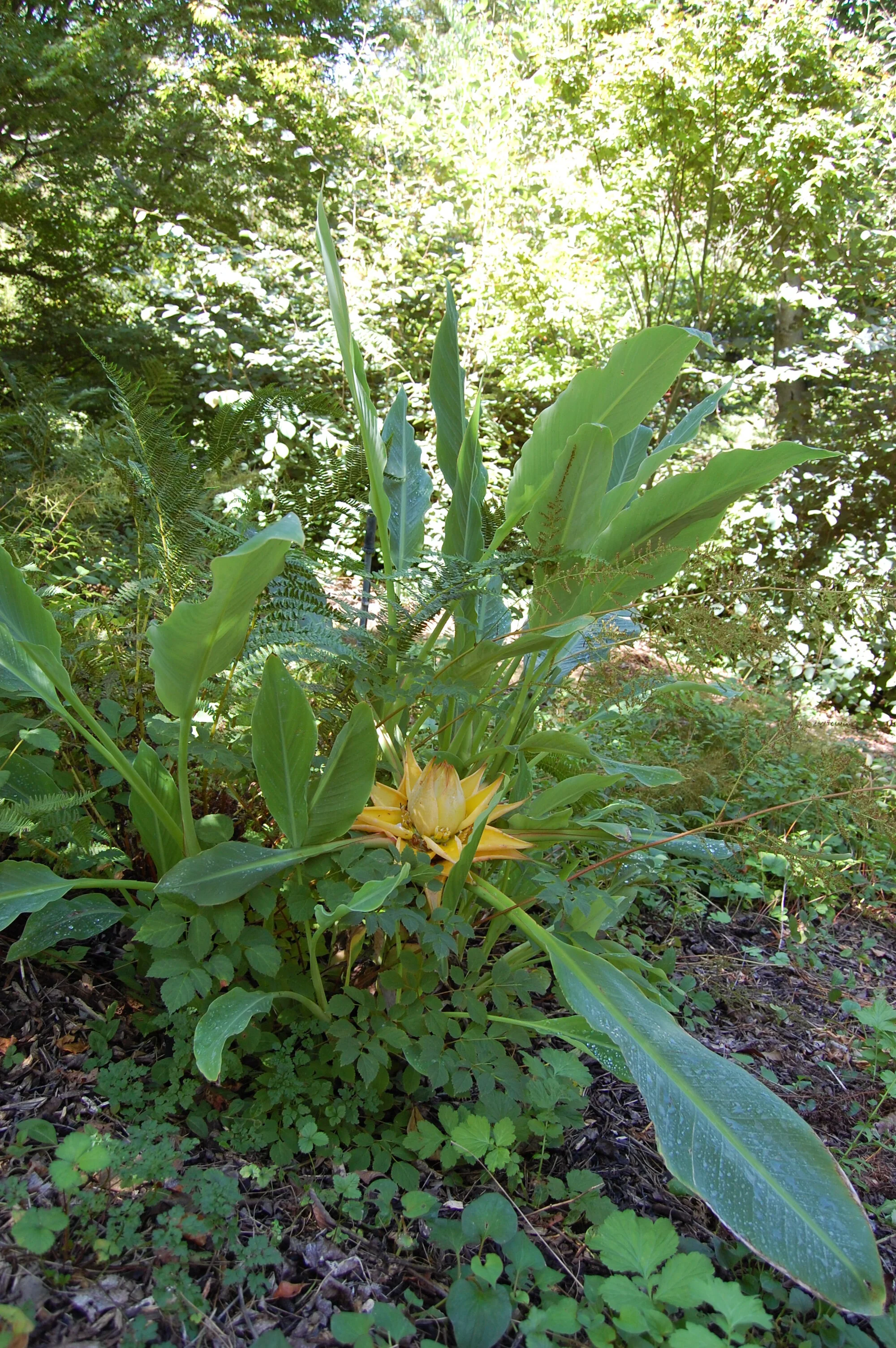 Meet the Golden Lotus Banana — In Defense of Plants