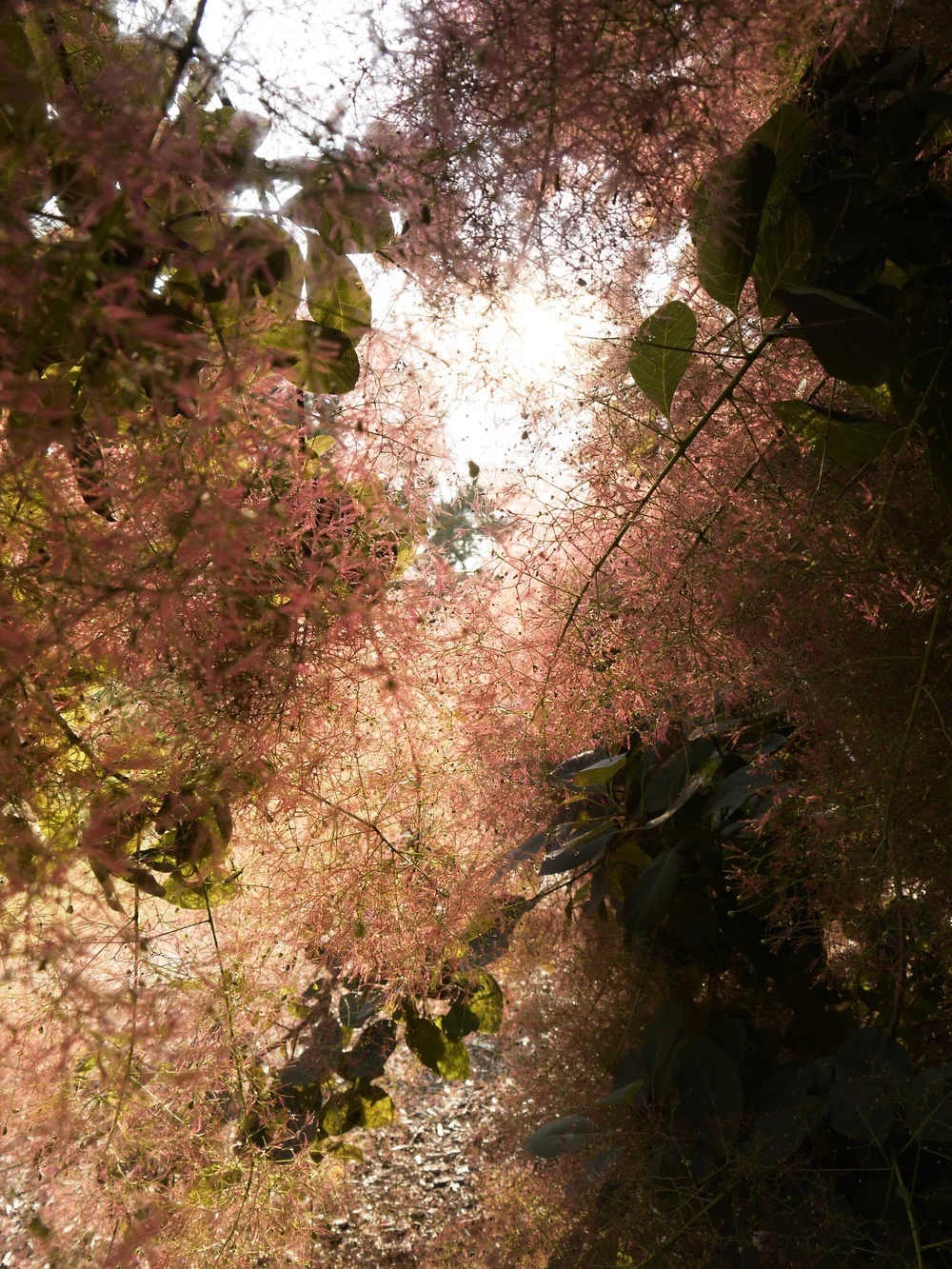 The American Smoketree — In Defense of Plants