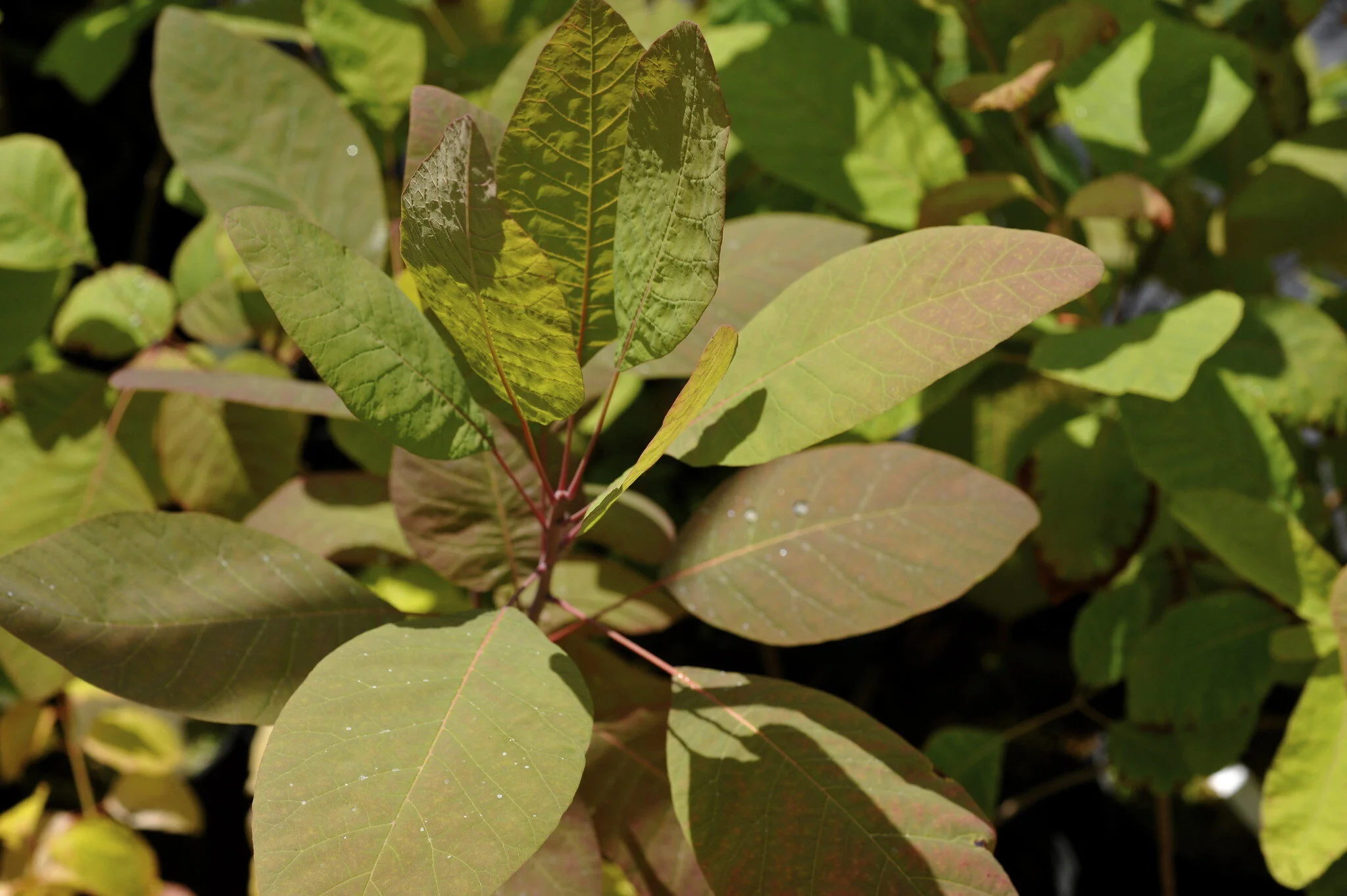 The American Smoketree — In Defense of Plants