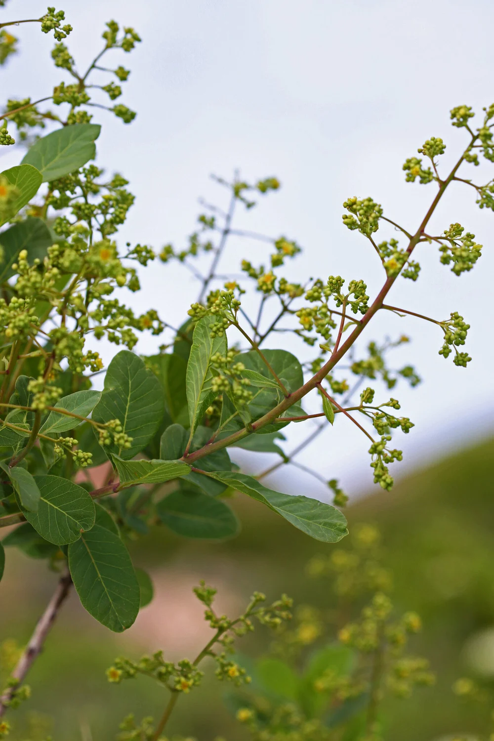 The American Smoketree — In Defense of Plants