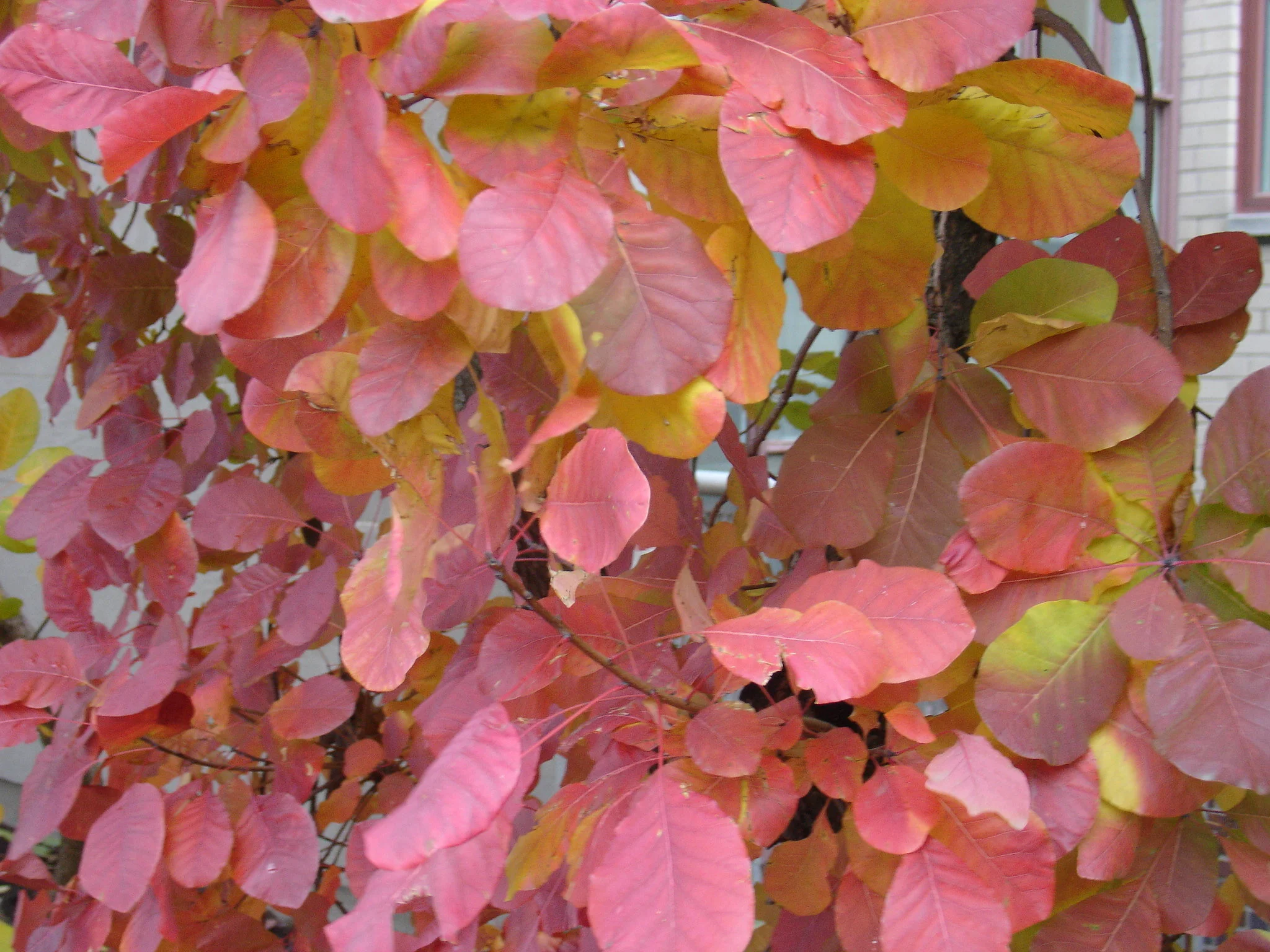 The American Smoketree — In Defense of Plants