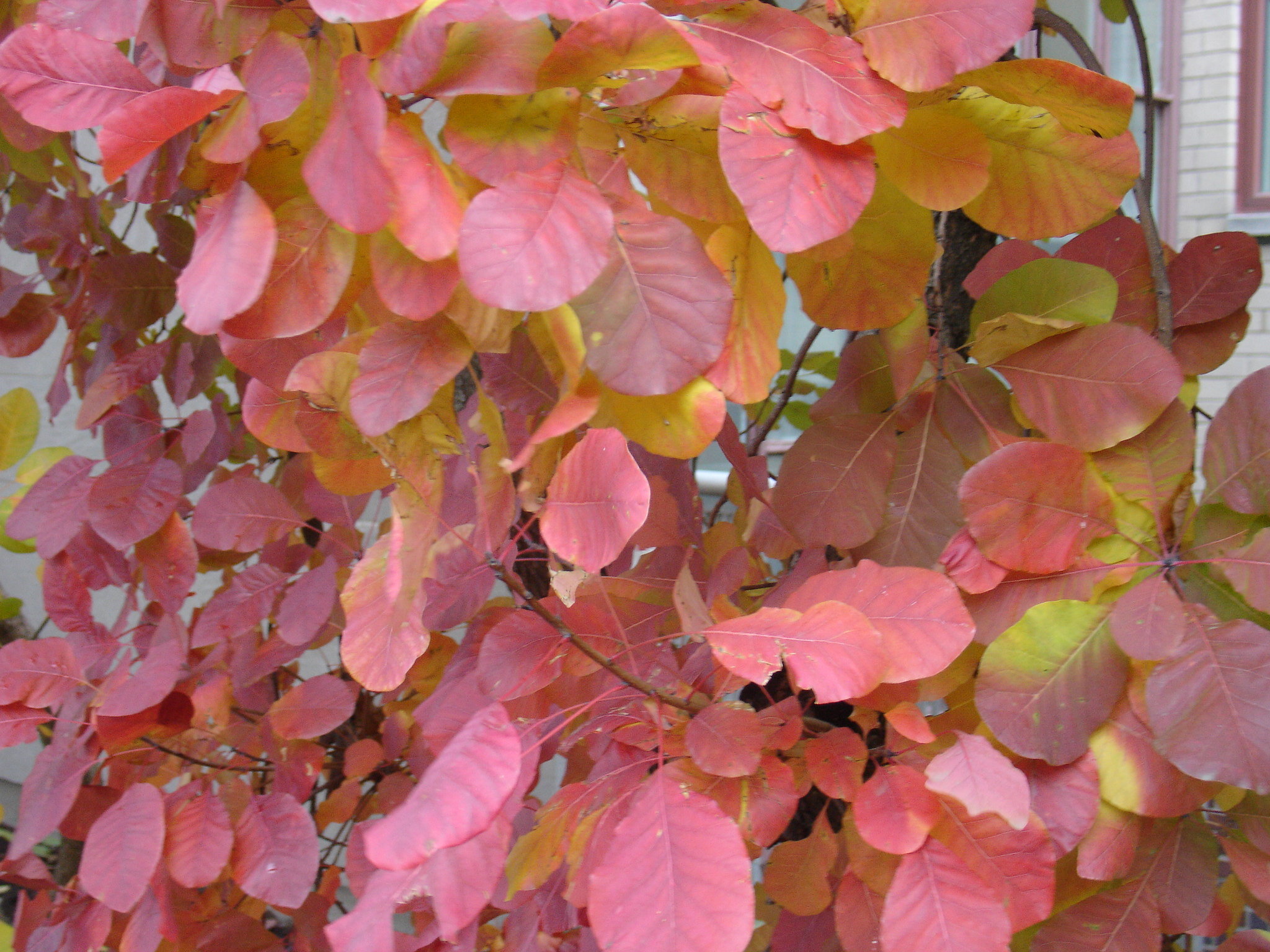 The American Smoketree — In Defense of Plants