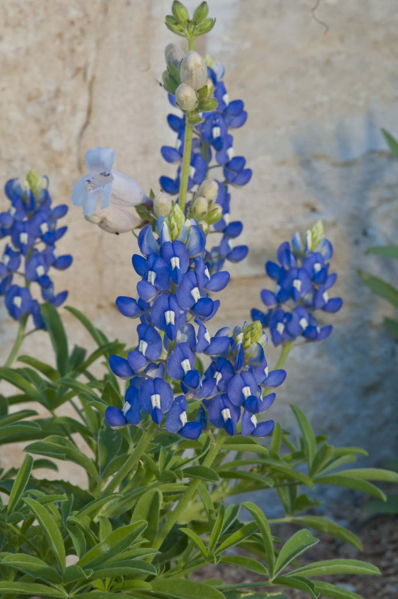 Roadside Seeding and Bluebonnet Genetics — In Defense of Plants