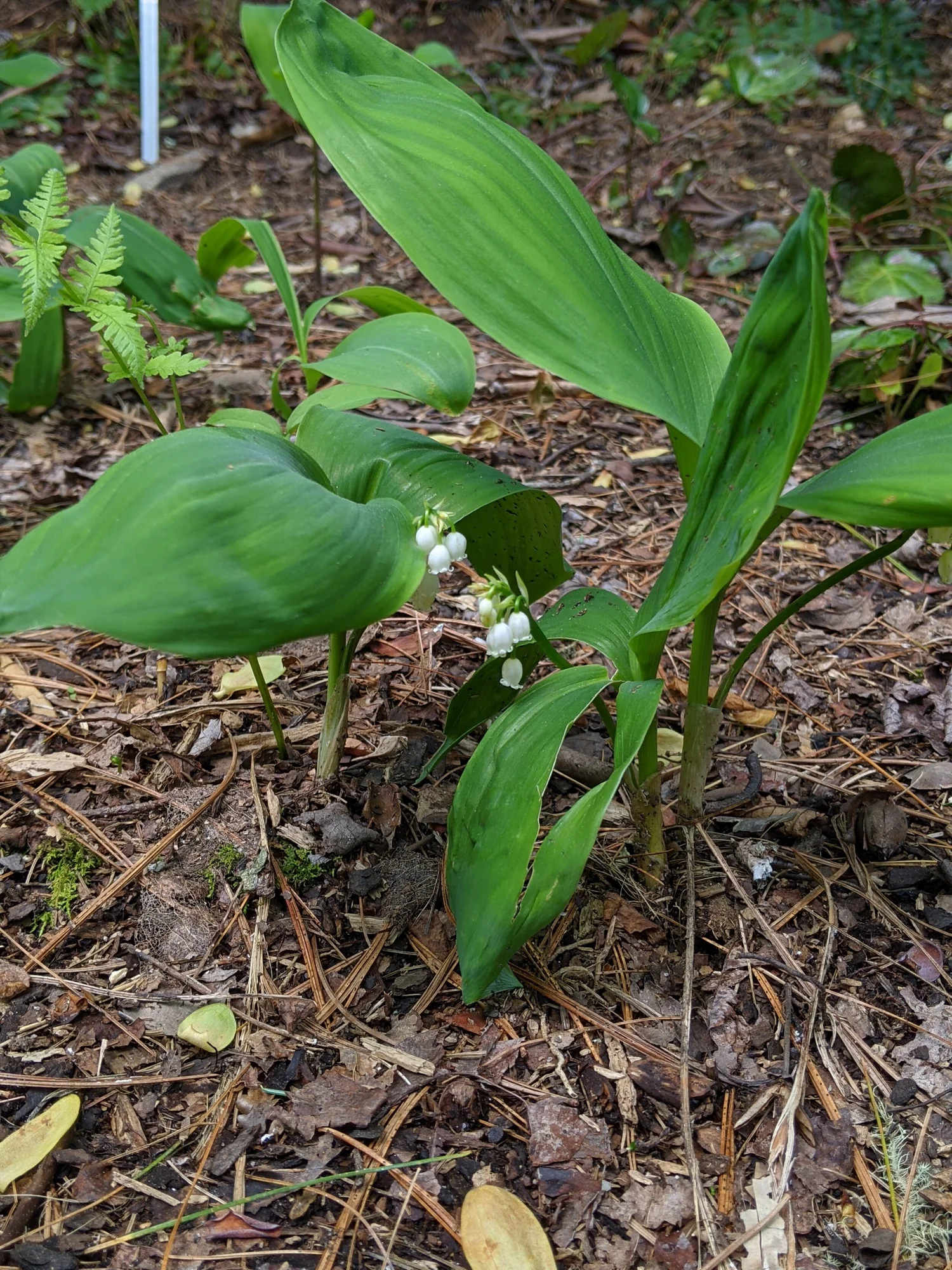 A North American Lily-of-the-Valley? — In Defense of Plants