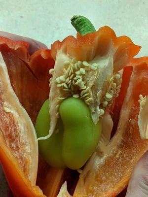 There's a Pepper Inside My Pepper! — In Defense of Plants