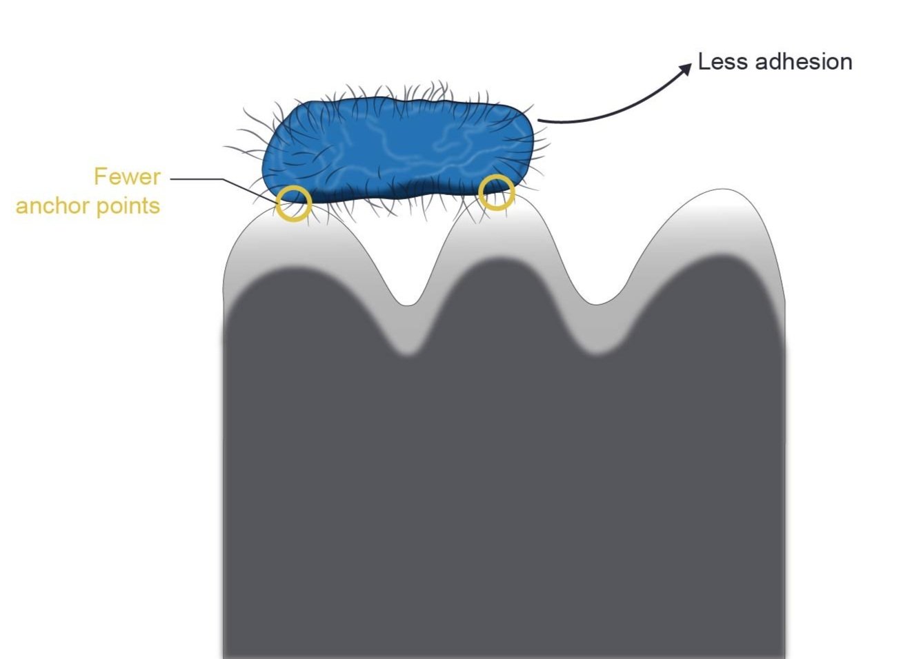 Antimicrobial Surfaces: Battling Bacteria on the Nanoscale — Smart ...