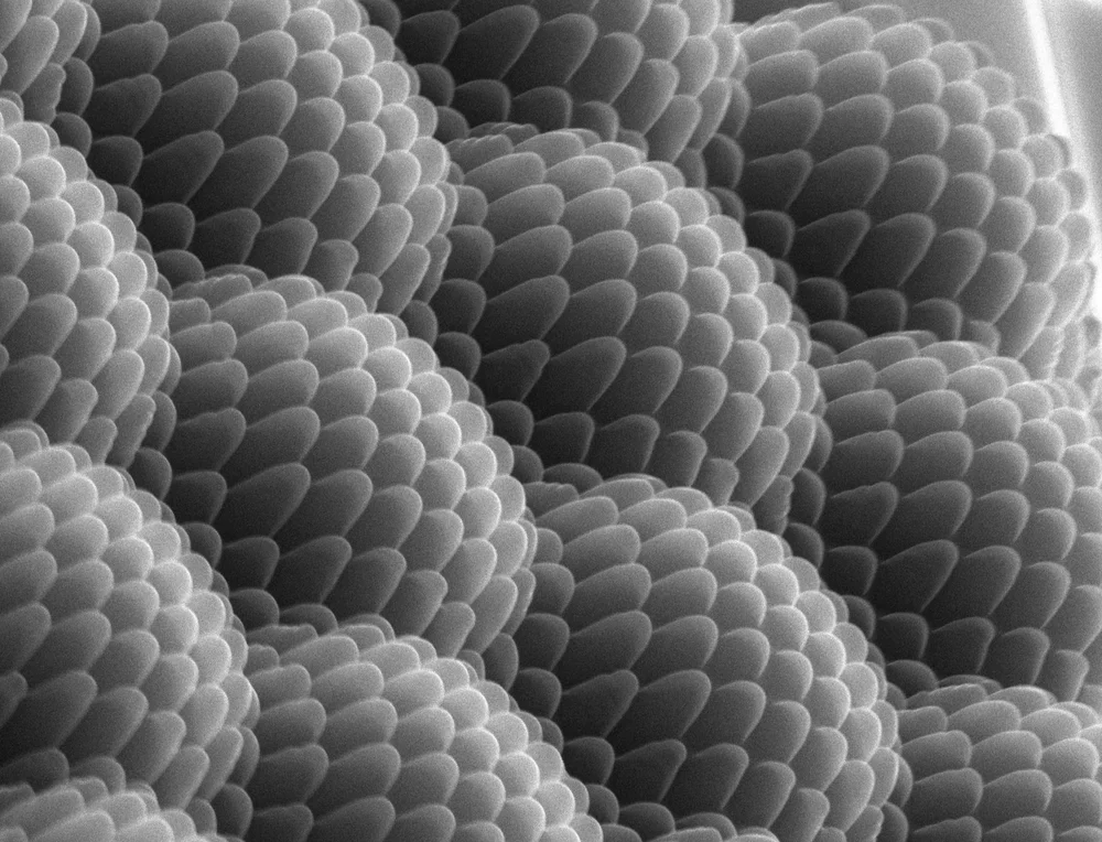 SEM Gallery: The Art of Nanoscale Research — Smart Material Solutions