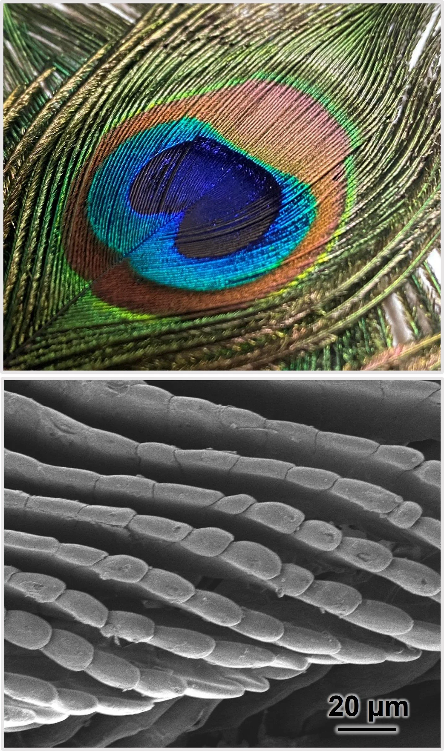 Structural Color: How peacocks, Morpho butterflies, and stained glass ...