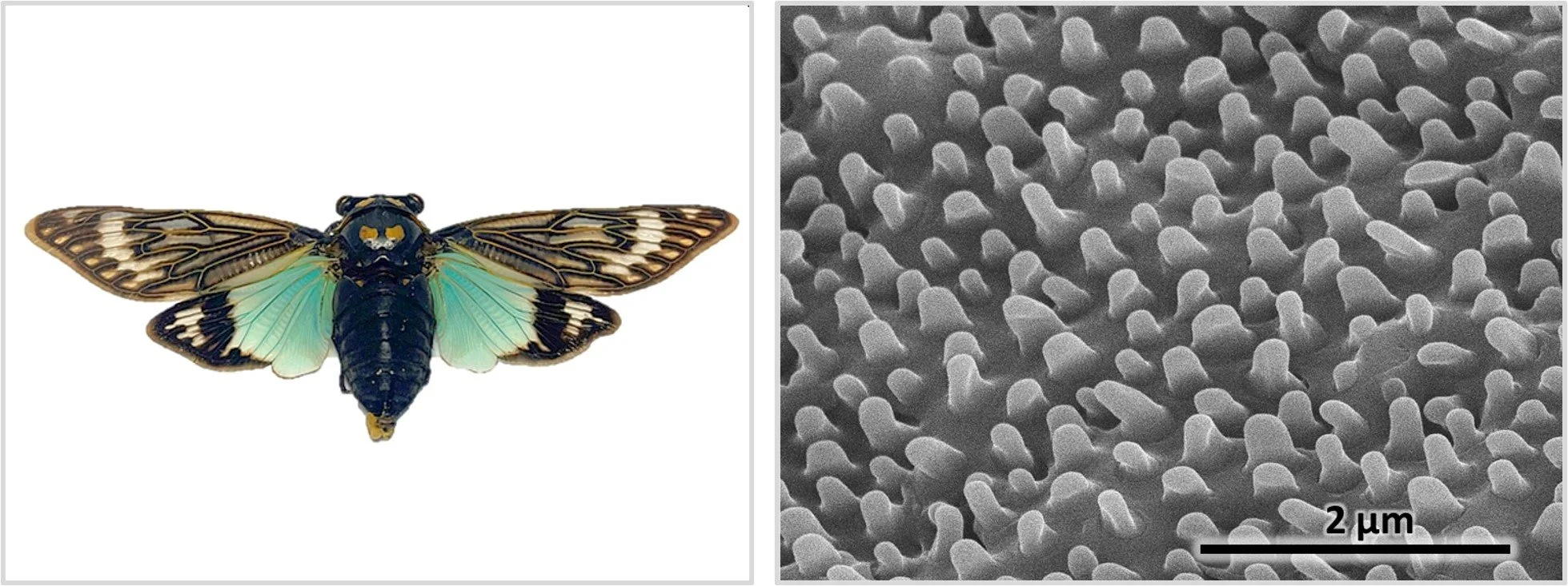 Antimicrobial Surfaces: Battling Bacteria on the Nanoscale — Smart ...