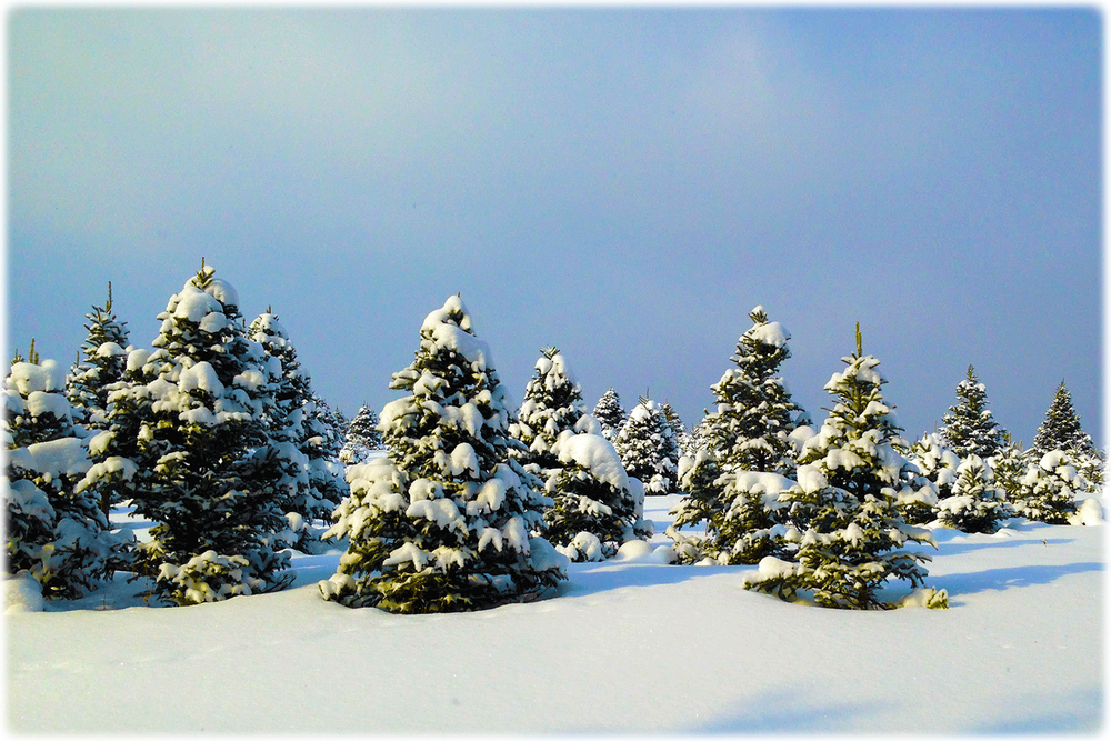 Christmas Tree With Snow