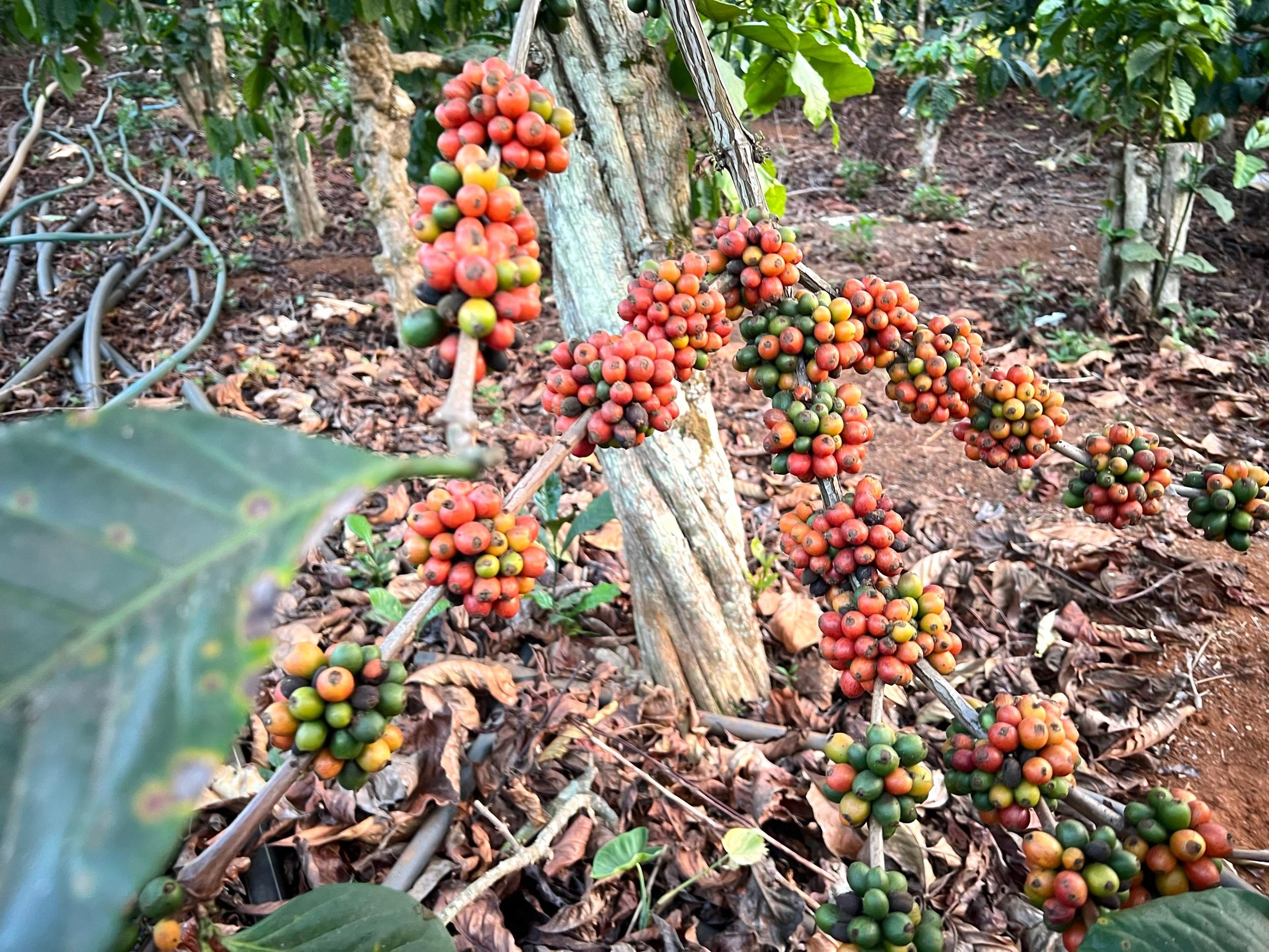 Exploring the Richness of Excelsa Coffee: A Deep Dive into Genetic ...