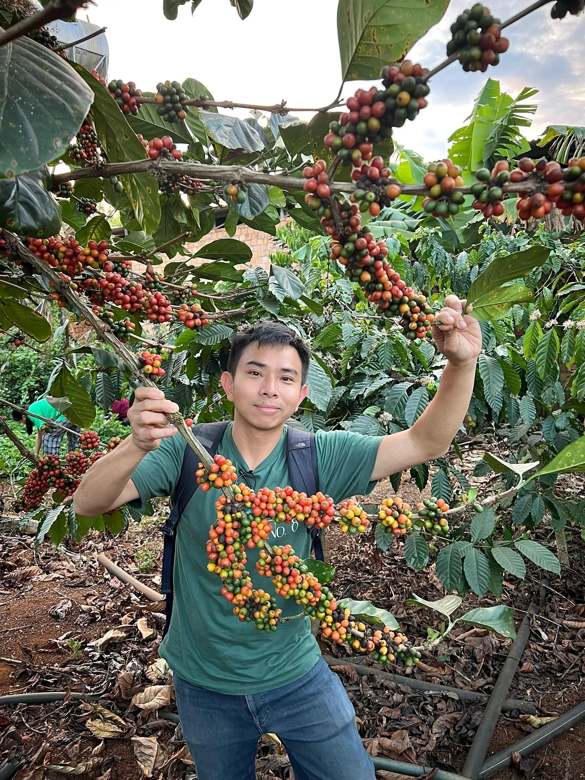 Exploring the Richness of Excelsa Coffee: A Deep Dive into Genetic ...