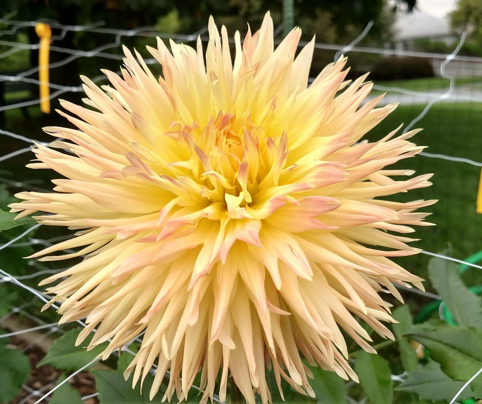 B size 6" to 8" — Crazy 4 Dahlias