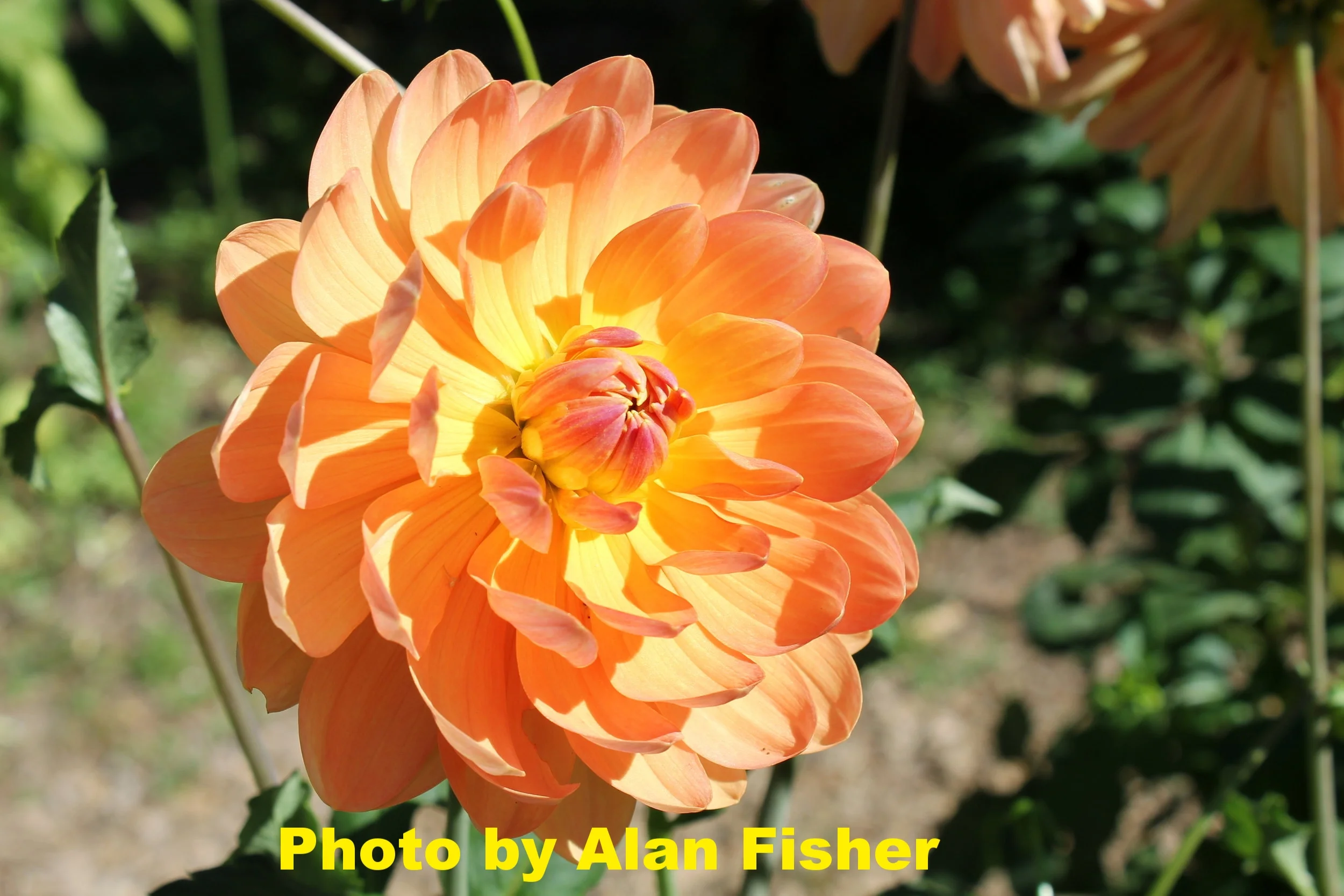 Other Fully Double Dahlias — Crazy 4 Dahlias