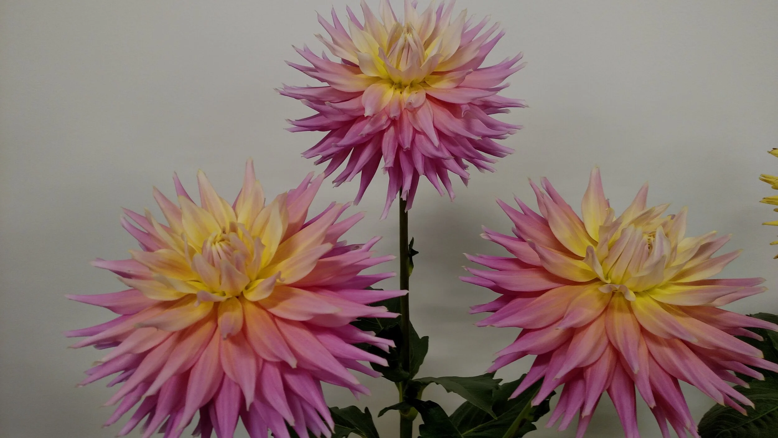 A Size 8" to !0" — Crazy 4 Dahlias