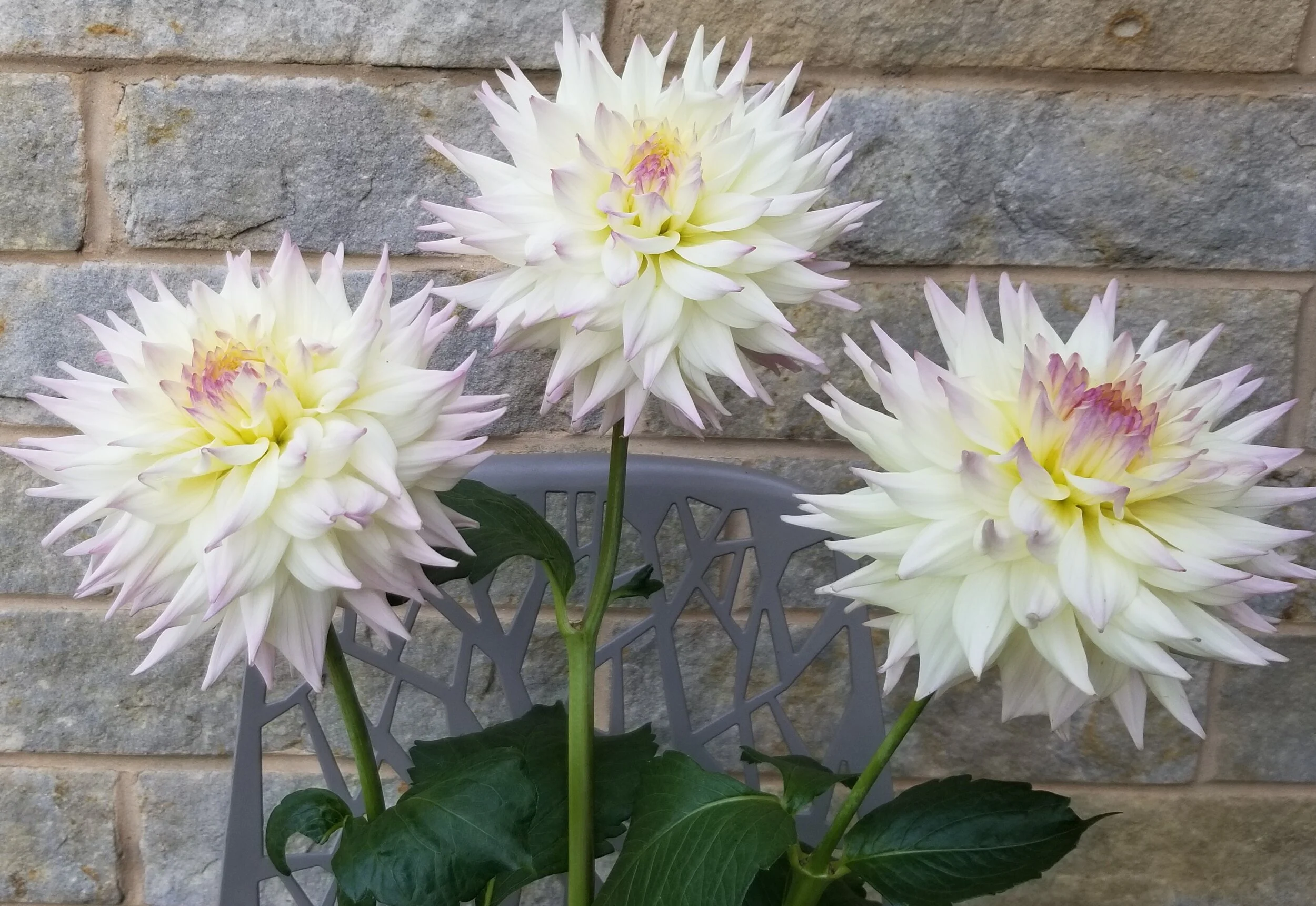 NETHERTON CINDY B-SC-WH — Crazy 4 Dahlias