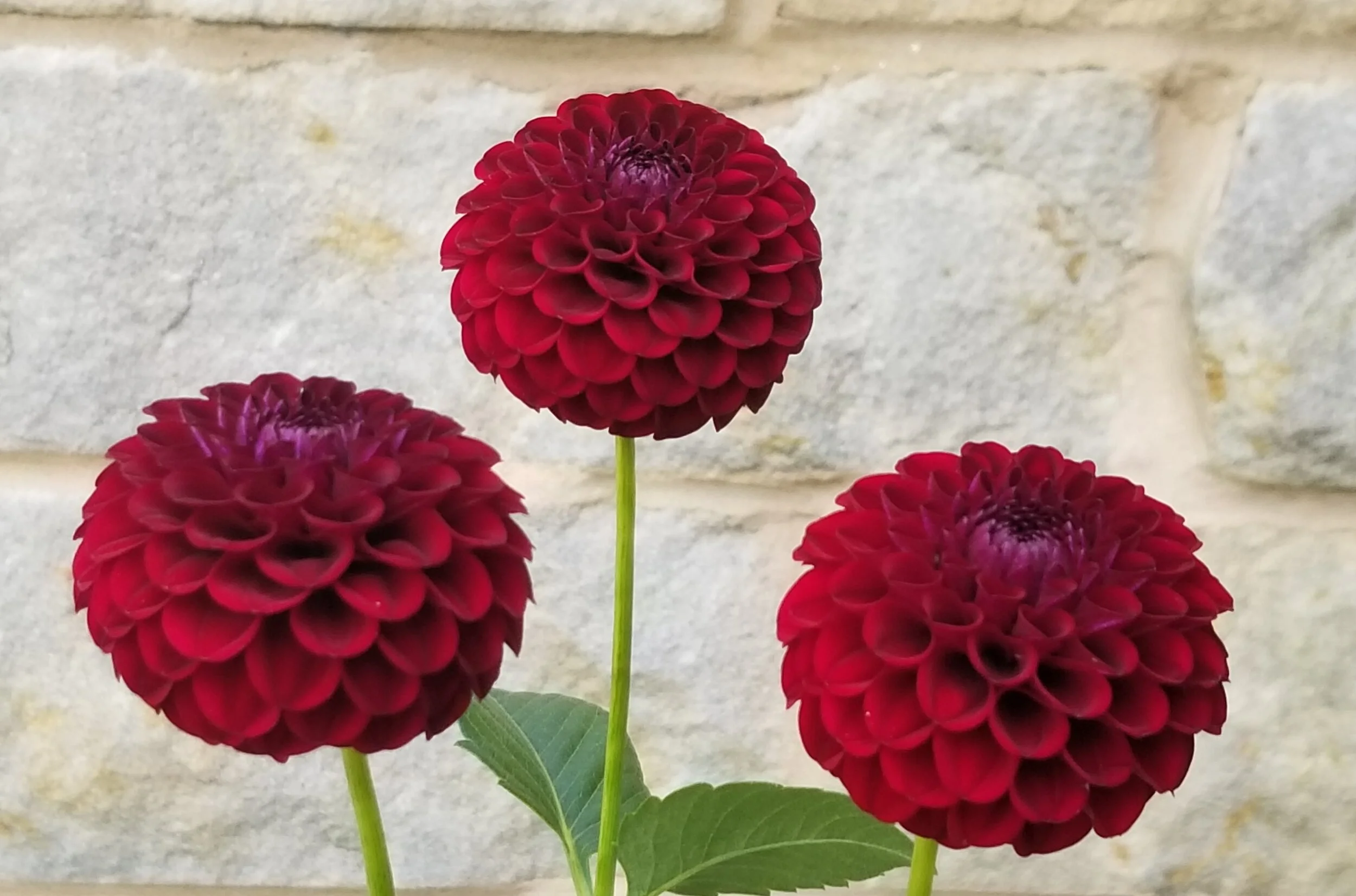 Min Size 2" to 4" — Crazy 4 Dahlias