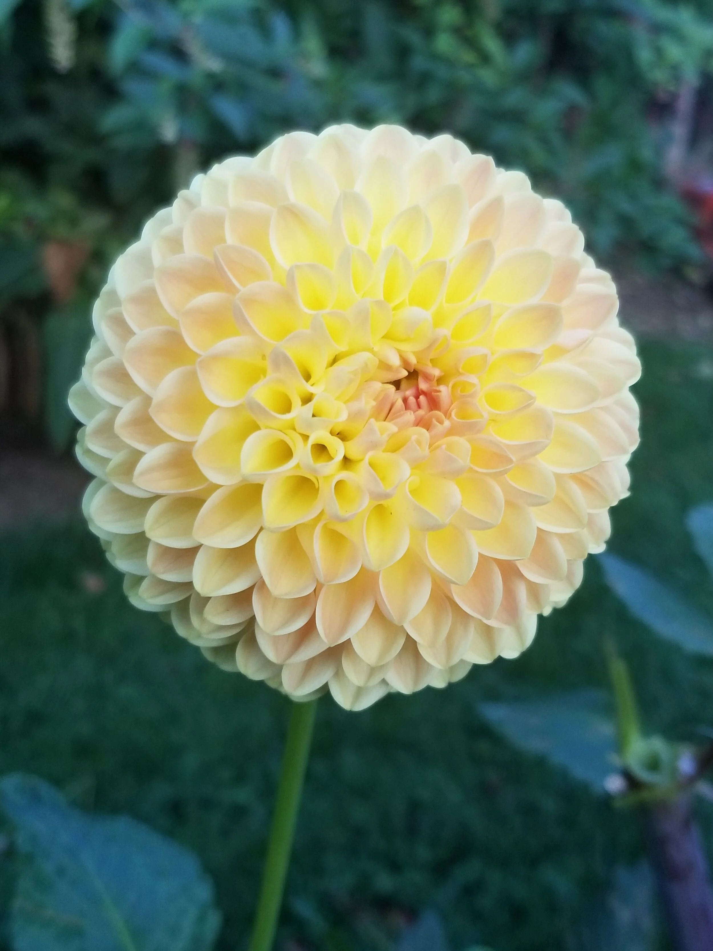 Min Size 2" to 4" — Crazy 4 Dahlias