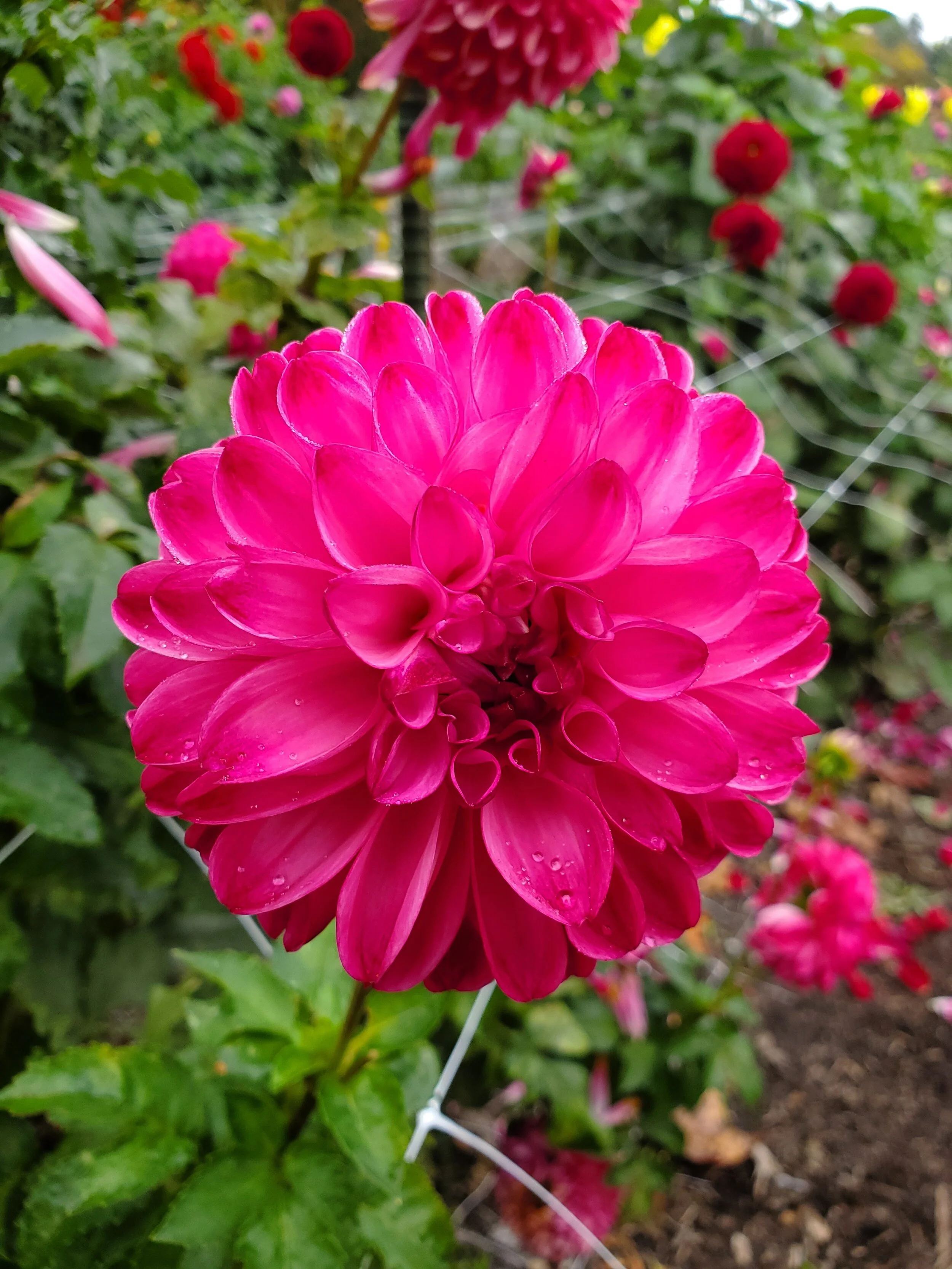 BB size 4" to 6" — Crazy 4 Dahlias
