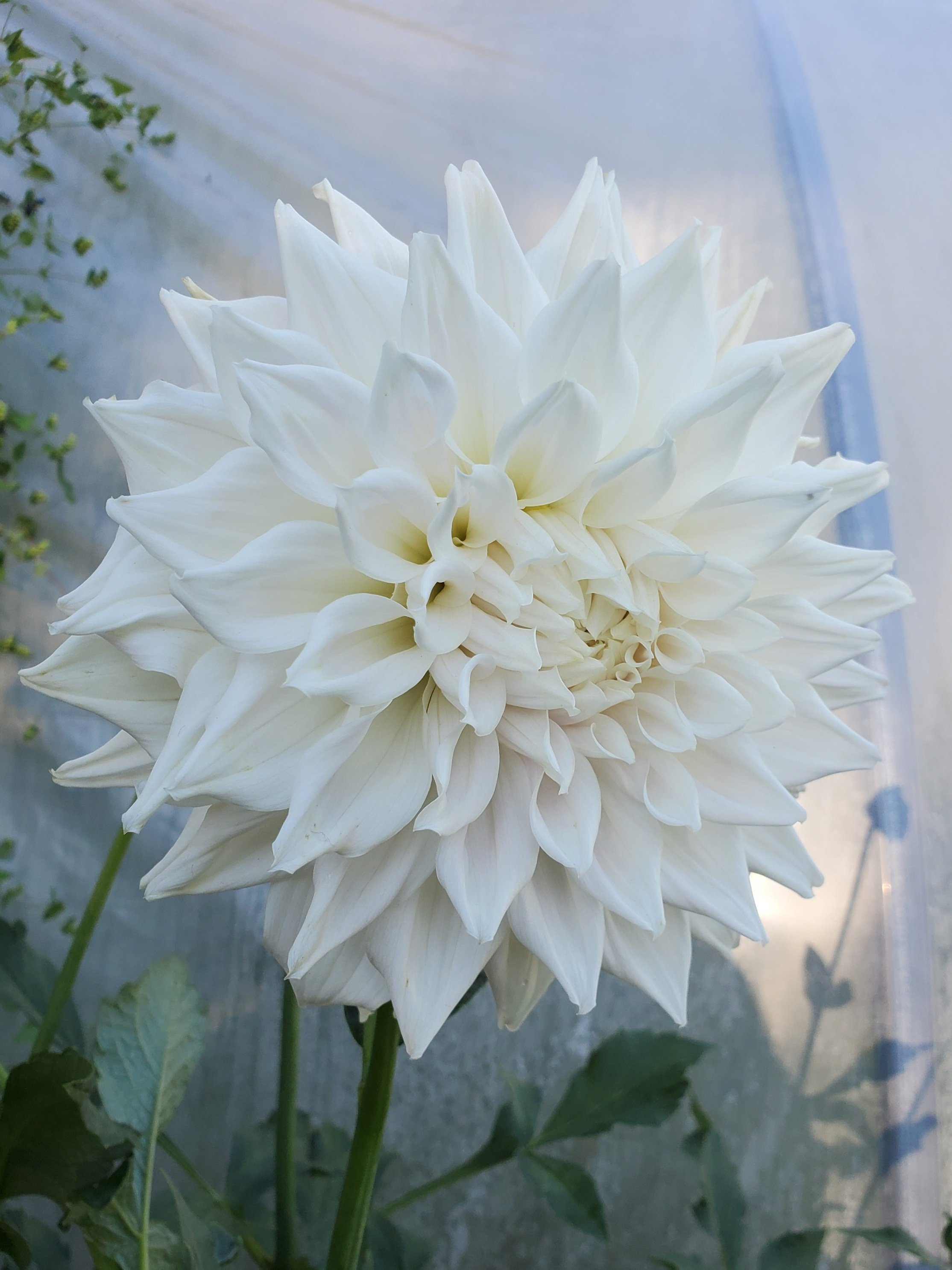 A Size 8" to !0" — Crazy 4 Dahlias