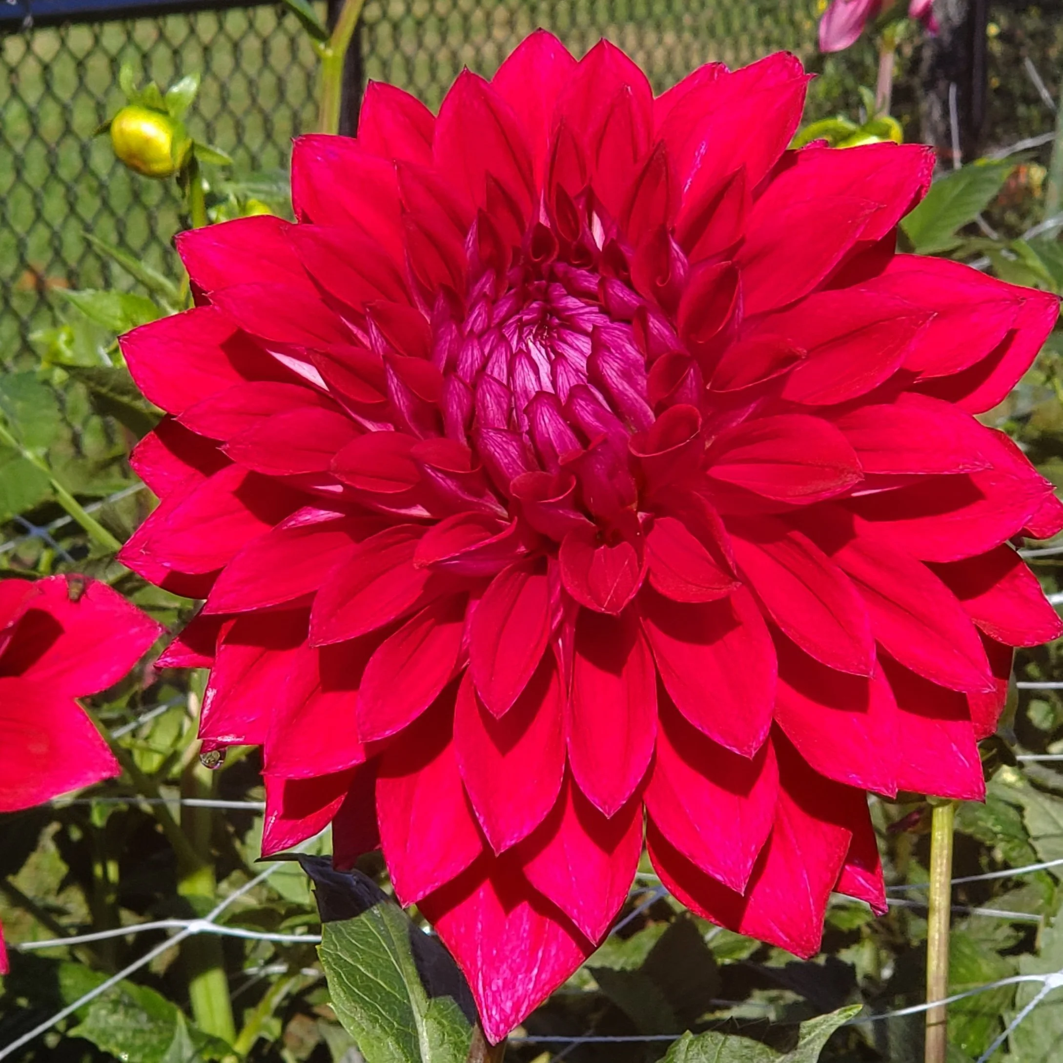 A Size 8" to !0" — Crazy 4 Dahlias