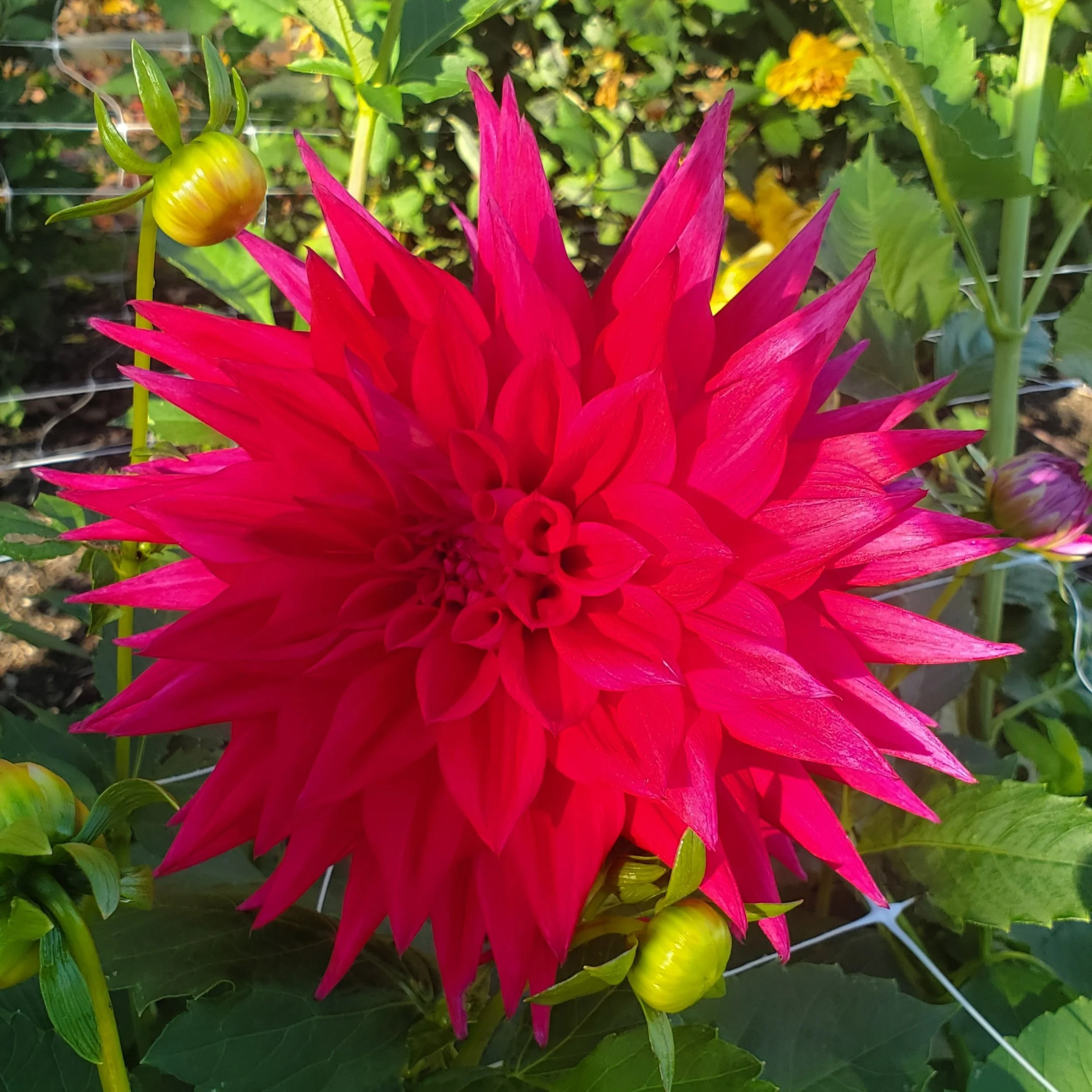 A Size 8" to !0" — Crazy 4 Dahlias