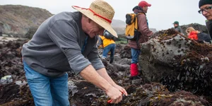 Where To Harvest Seaweeds And How To Eat It — Book Wild Food Foraging ...