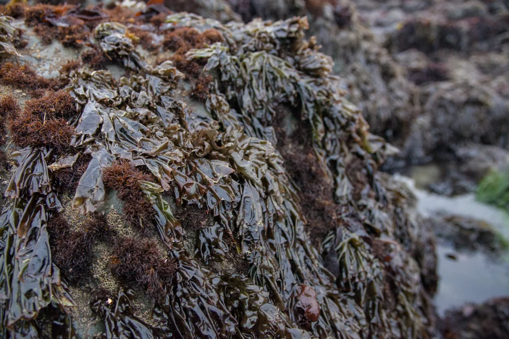 Laver Seaweed — Book Wild Food Foraging Classes Online | ForageSF
