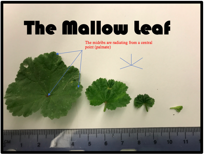 Mallow: You've gotta try any plant that has a "cheese wheel" — Book ...
