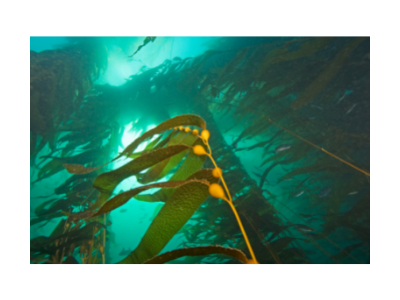 Discover 3 Tasty Types of Brown Algae in Northern California | ForageSF ...