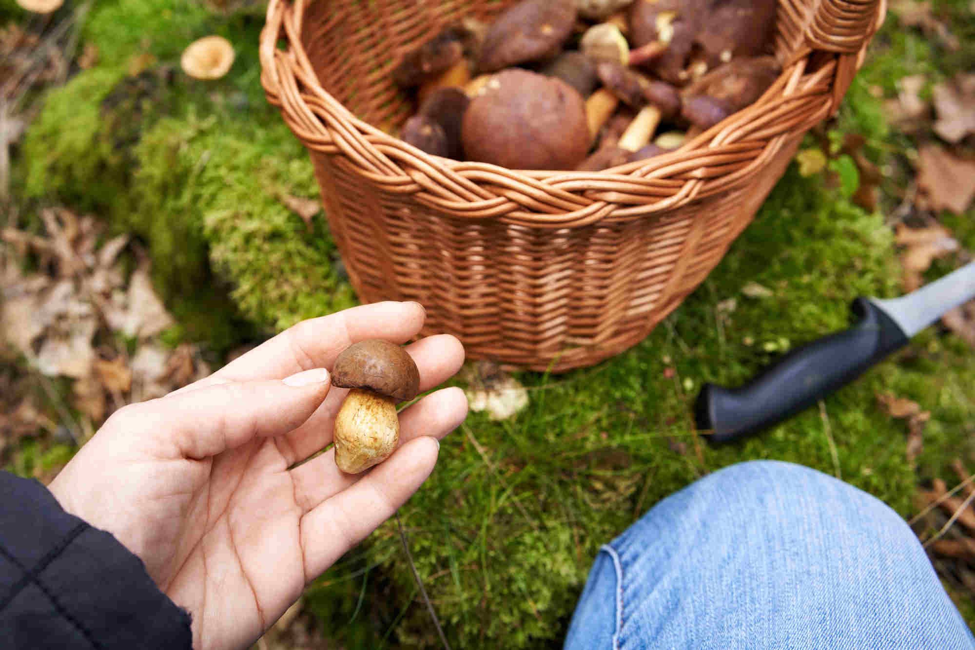 Foraging for Beginners: A Beginner's Guide — Book Wild Food Foraging Classes Online | ForageSF