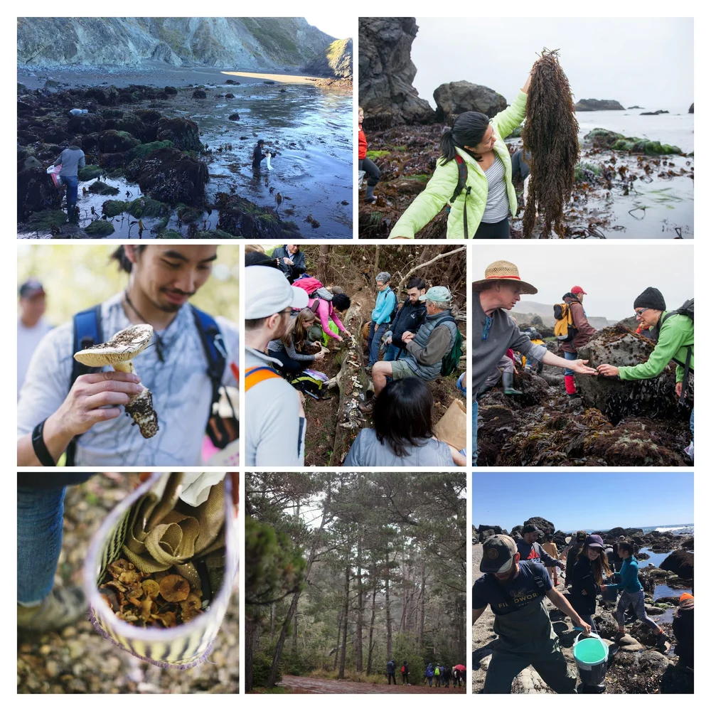 Wild Foraging Classes in California
